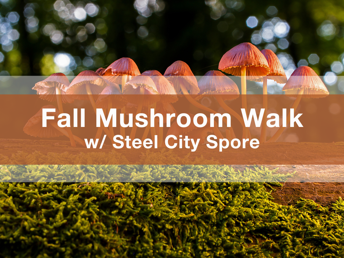 Fall Mushroom Walk - UpstreamPgh